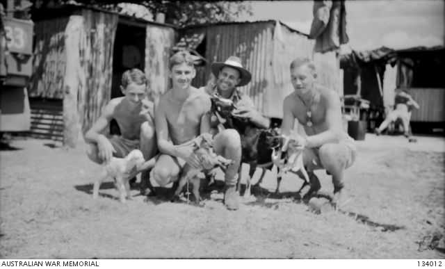 A Bofors gun crew on Batchelor Airfield at Darwin with their mascot ...