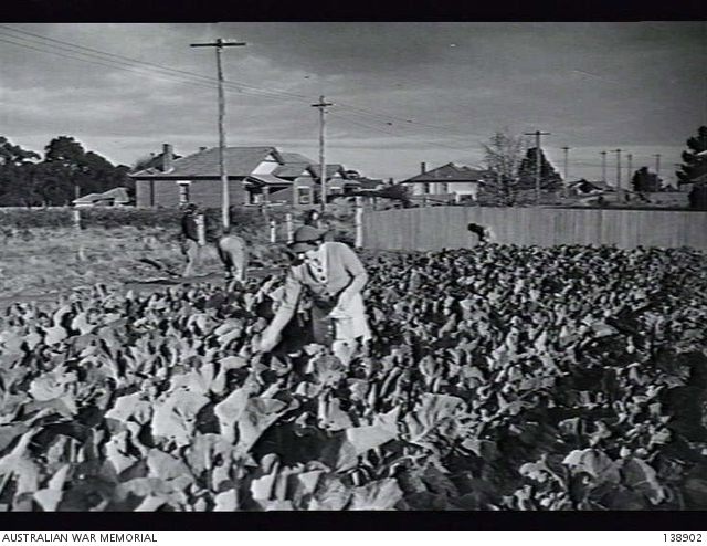 Melbourne, Vic. 1943-05-15. Members of the Burwood Garden Army working ...