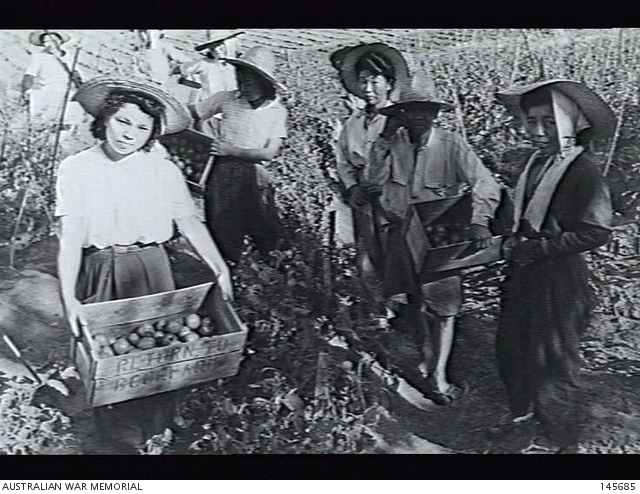 Shimogahara, Japan. 1948-08-12. Japanese women carry cases of tomatoes ...