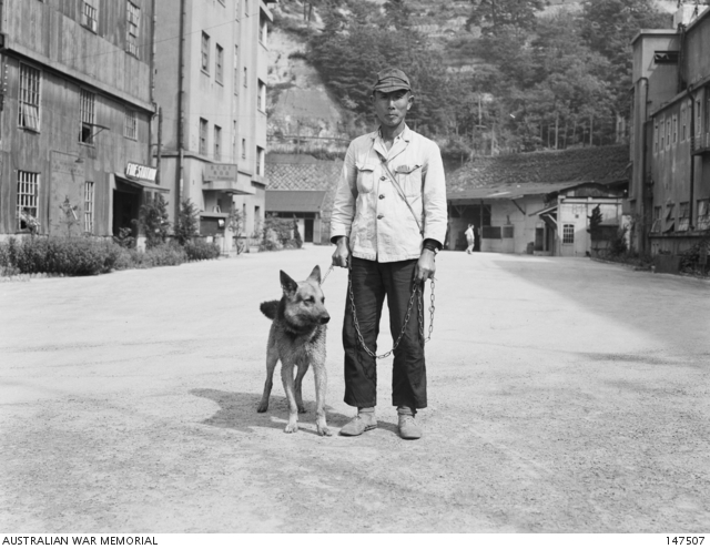Kure, Japan. 1951. A Japanese security guard with a trained watchdog ...