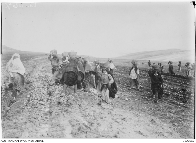 Arab women carrying stones for the repairing of roads. | Australian War ...
