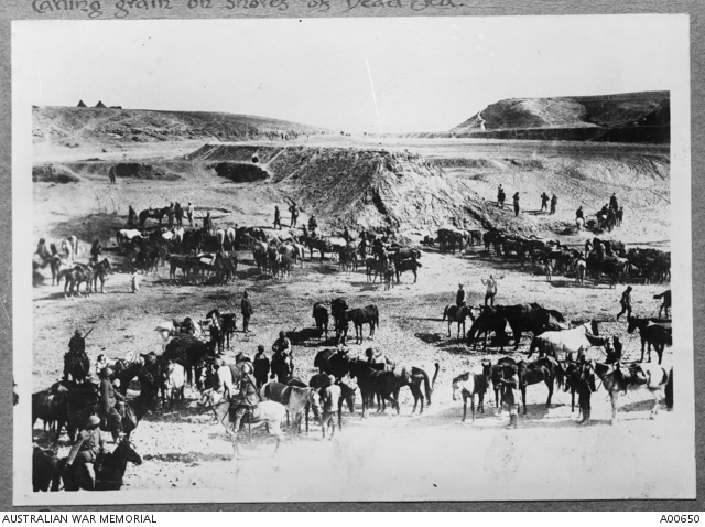 Turkish Cavalry watering their horses, taken by a Turkish official ...