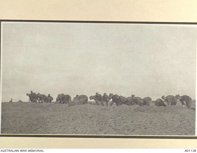 A group of Australian soldiers probably digging trenches in the desert ...