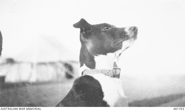 'Cacolet', mascot dog of the 5th Australian Light Horse Field Ambulance ...