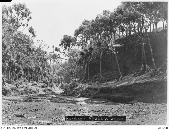 View of Pandana Gully near Kieta, Tongoa, ex German Solomon Islands ...