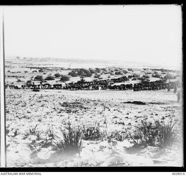 An Australian Light Horse camp at Belah. This is a stereo image. One ...