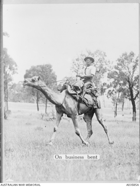 A trainee of the Camel Corps riding a camel. | Australian War Memorial