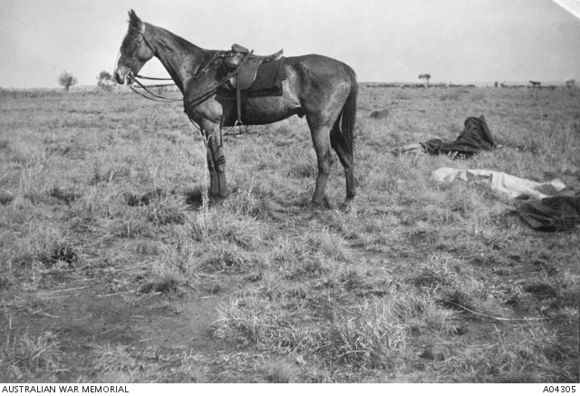 A troop horse of the NSW Imperial Bushmen, showing items of saddlery ...