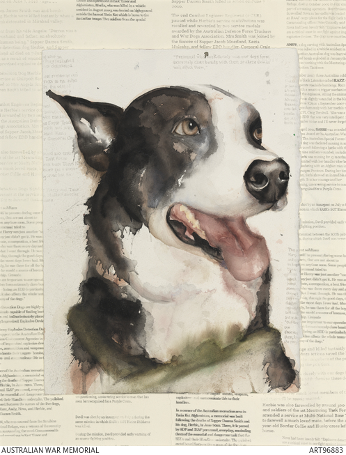 Merlin - Explosive Detection Dog | Australian War Memorial