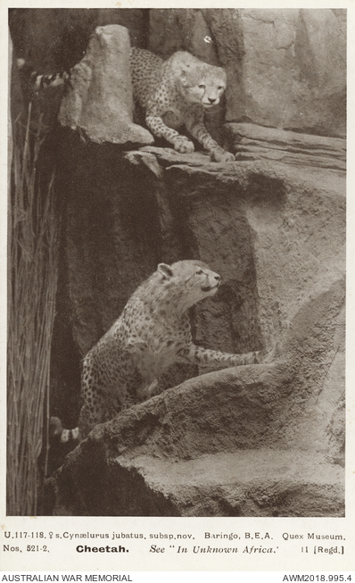 Collection relating to Quex Park Red Cross Territorial Hospital and ...
