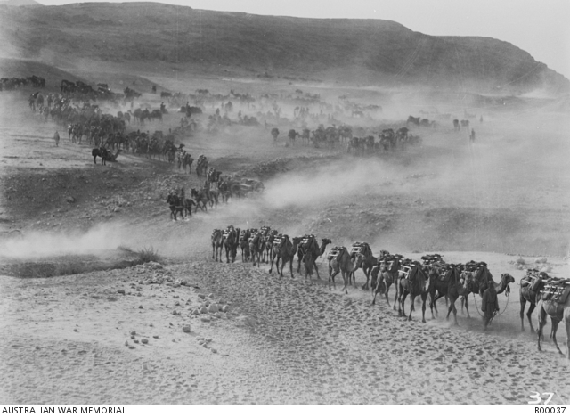British transport camels near Megiddo (the ancient Armageddon). During ...