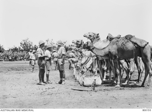 Members of the Imperial Camel Corps with their camels at water troughs ...