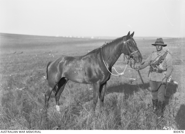 'Illawarra' an original horse of the 6th Australian Light Horse Regiment held by an unidentified ...