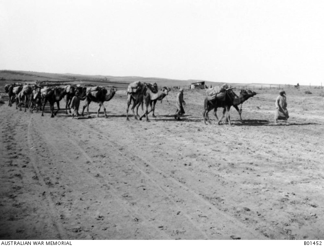An Australian Light Horse Camel train, en route to Ramleh. | Australian ...