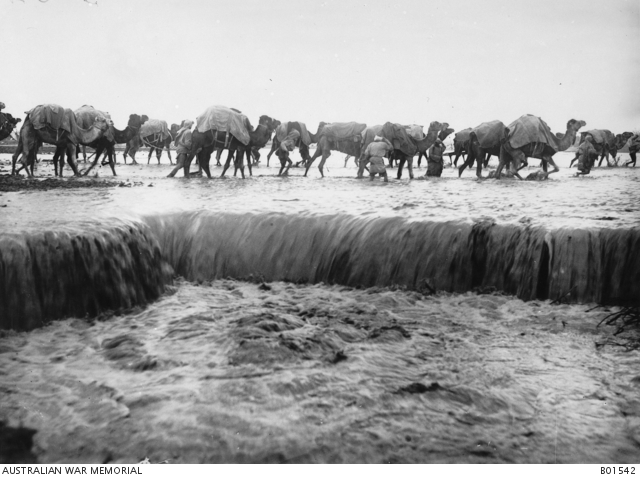 Camel transport of the Australian Light Horse crossing the flooded ...