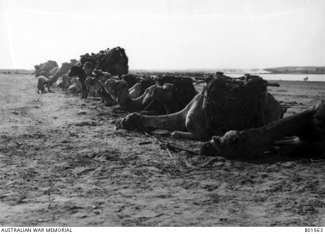Transport camels of the Anzac section of the Imperial Camel Corps ...