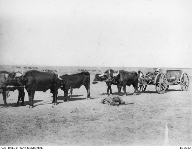 Jemmameh. A captured Turkish 77mm field gun, Model 96, being pulled by ...