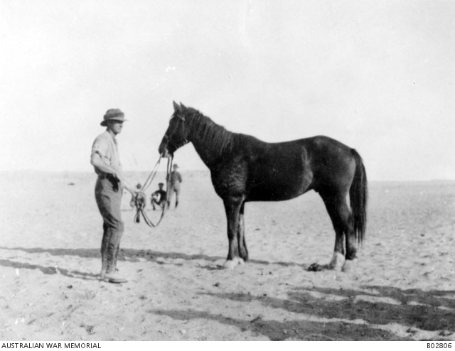 Scene at a buckjumping show, held by the 6th Australian Light Horse. A ...