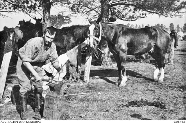 Farrier Sergeant Roberts, of the 2nd Australian Field Ambulance, works ...