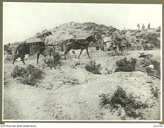 The 1st Battalion Indian Mule Corps carrying supplies to the 1st ...