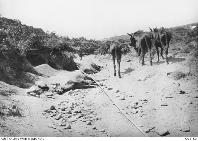 A driver leads three mules past the bodies of two dead mules in a gully ...