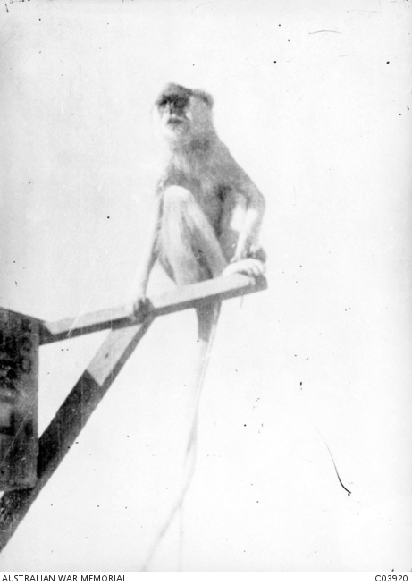 Portrait of '"Jacko" the mascot of the 1st Squadron Australian Flying ...