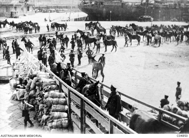 Mules of the RFA being embarked on the Kingstonian at Alexandria ...