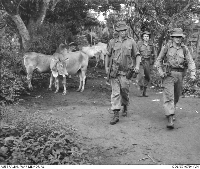 Troops of the 1st Australian Task Force move past drowsing cattle near ...