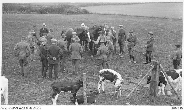 Australian soldier students carrying out a judging test of draught ...