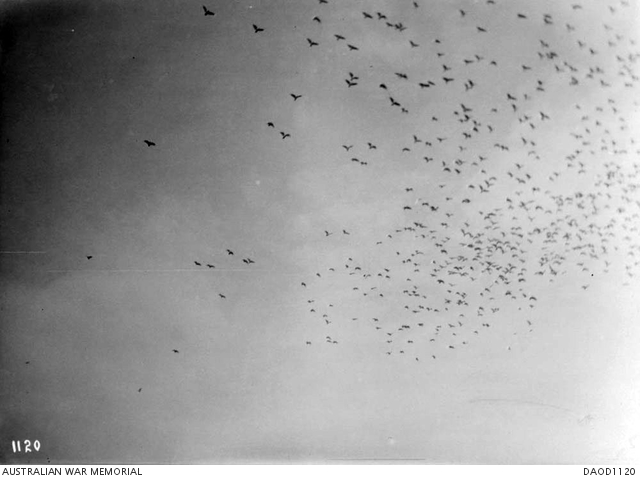 Darge Photographic Company collection of negatives | Australian War ...