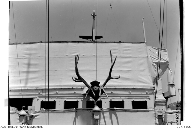 Caribou or reindeer antlers and skull mounted on the bridge of what is ...