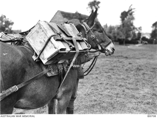 A method of packing water cans for mule transport, demonstrated at the ...