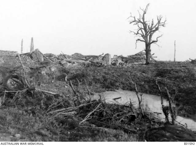 A conspicuous tree in the Sytschaete area, which was used as a landmark ...