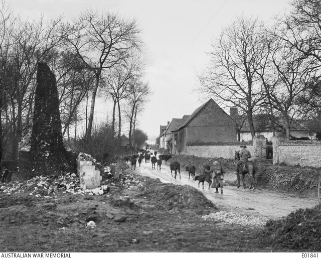 Australian mounted police driving cattle from the village of Baizieux ...