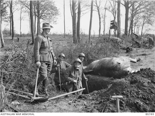 French and Australian soldiers burying a dead horse at Plane Corner, so ...