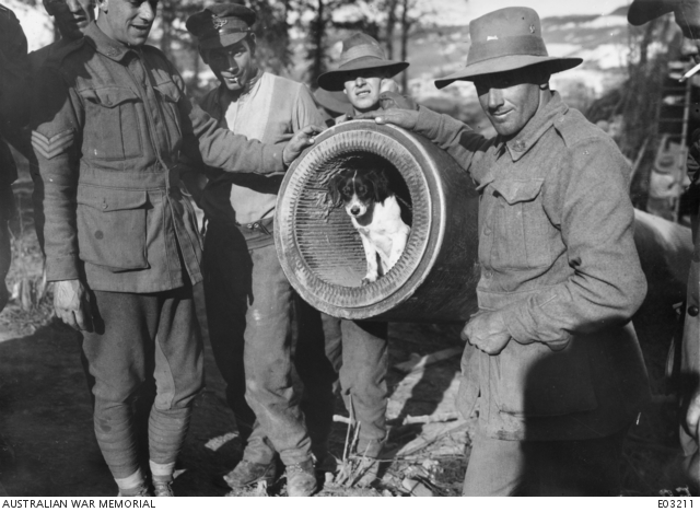 A Regimental Mascot, a dog, posed in the barrel of the 15 inch naval ...