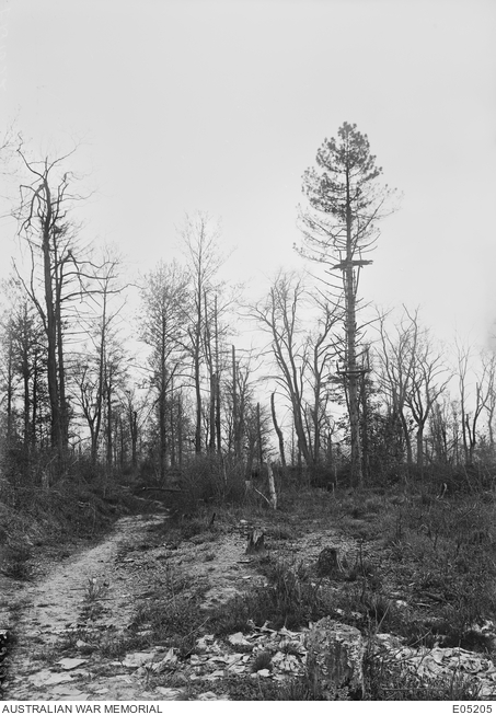A well camouflaged observation post located in a tree (right) which ...