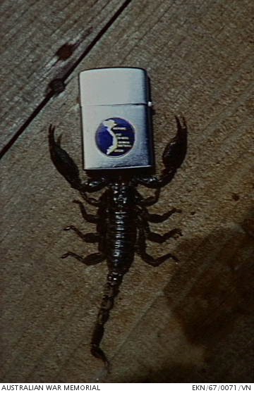 South Vietnam. 1967. A local scorpion compared in size to a Zippo ...
