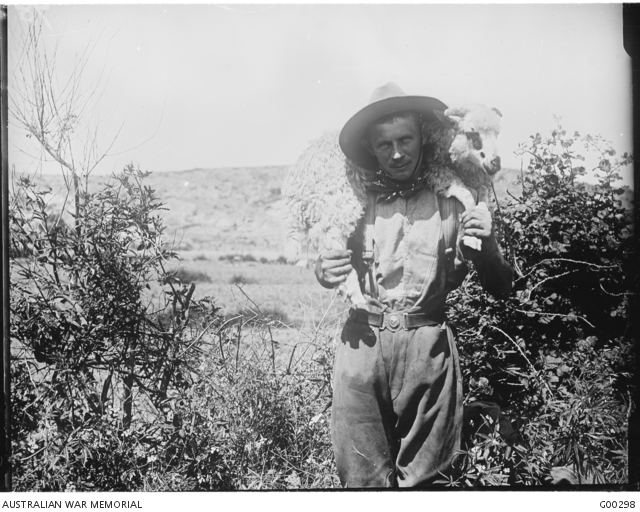 A goat captured by the Royal Naval Division (Howe Battalion) when they ...