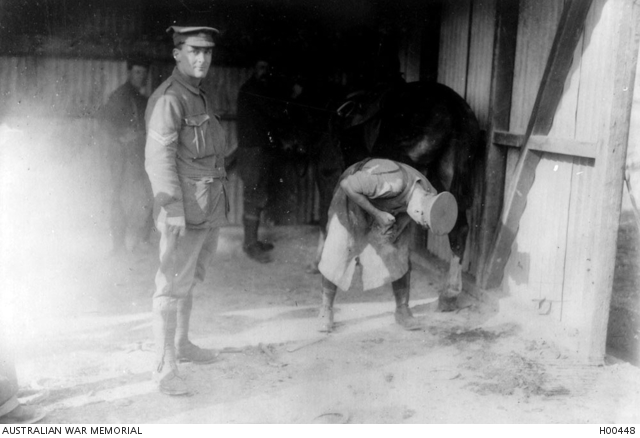 Farriers of an Australian transport unit at work tending to their ...