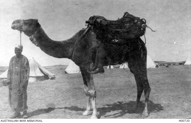 A soldier being carried in a sitting position in a cacolet loaded on a ...
