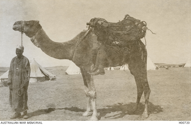 A soldier being carried in a sitting position in a cacolet loaded on a ...