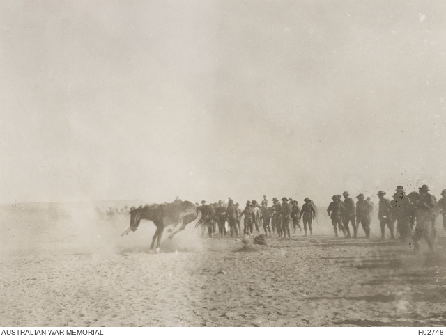 EGYPT. C. 1915. THE HORSE WINS. AN AUSTRALIAN LIGHT HORSEMAN IS THROWN ...