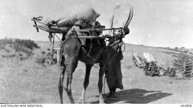 MIDDLE EAST. C. 1917. A CAMEL FITTED WITH A CACOLET DESIGNED TO CARRY ...