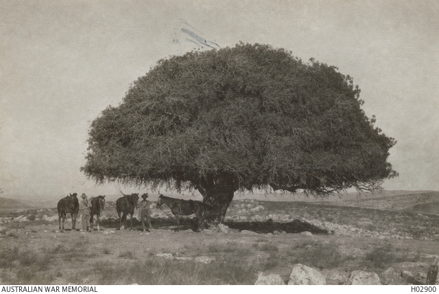 Sacred tree near Amman. | Australian War Memorial
