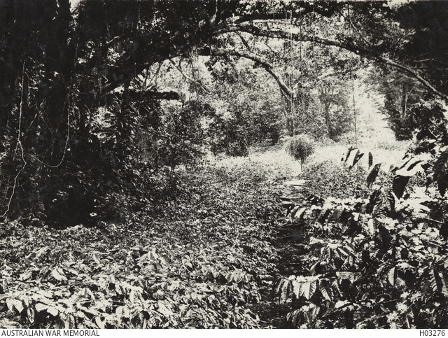Typical bush picture, showing the density of the tropical vines and ...
