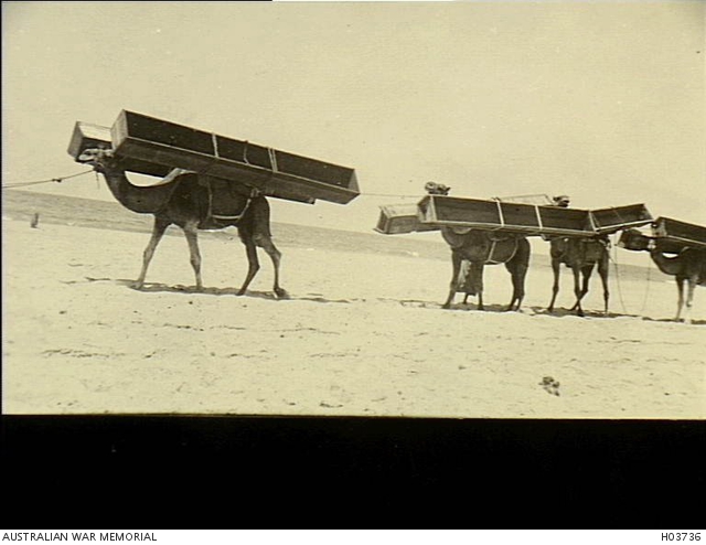 Palestine. c. 1916. Camels being used to transport water troughs across ...