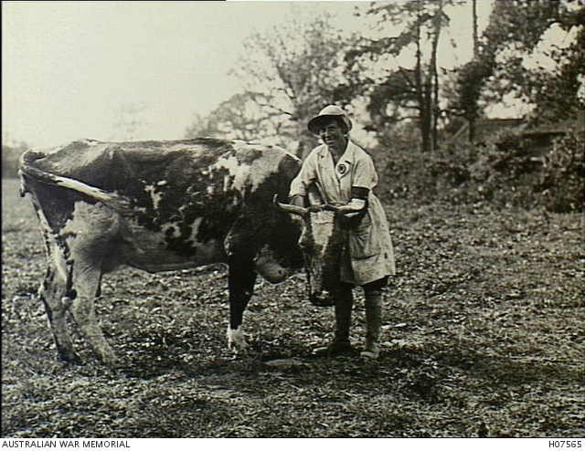 A woman attending to a cow. | Australian War Memorial
