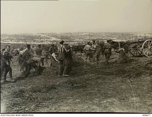 Fricourt, France. 1917-04. British Army soldiers gathering feed for ...