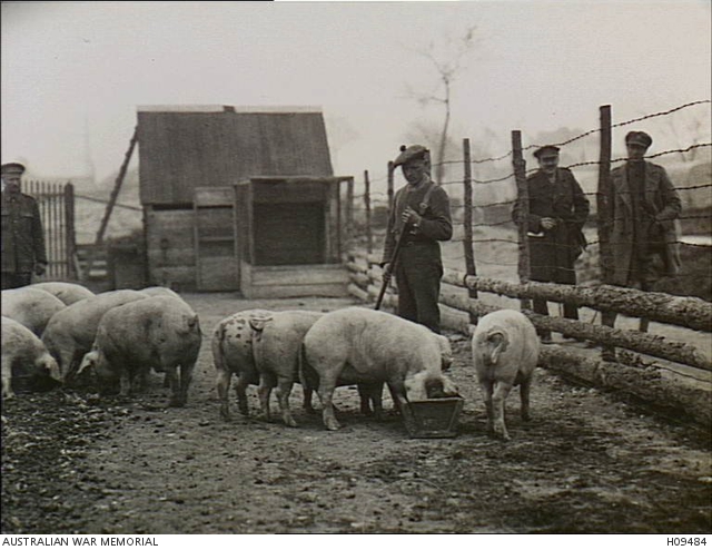 Etaples, France. c. 1917. A British Army piggery which was used to ...